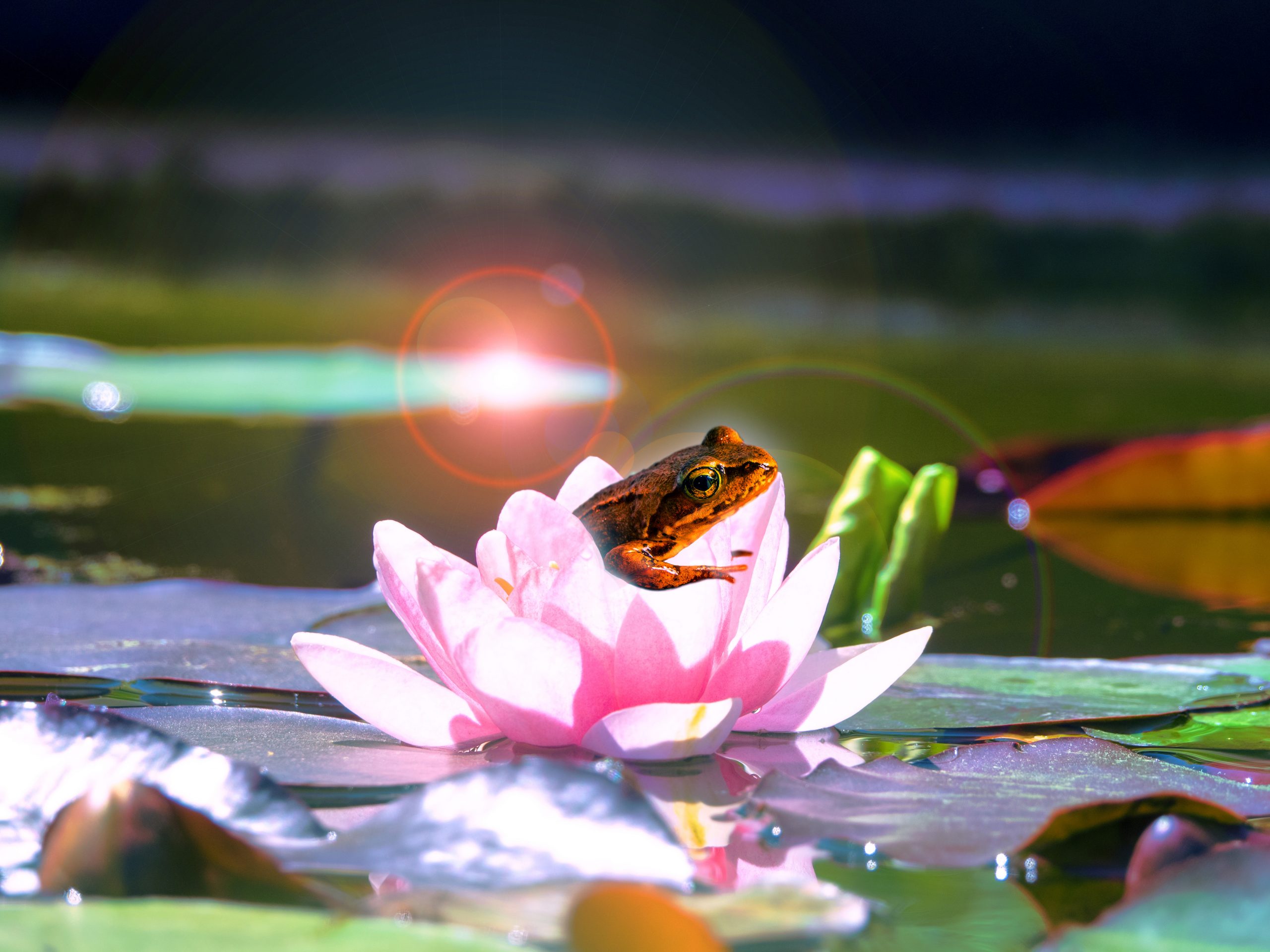 Frogs, Fish & Water - The Excellence Centre